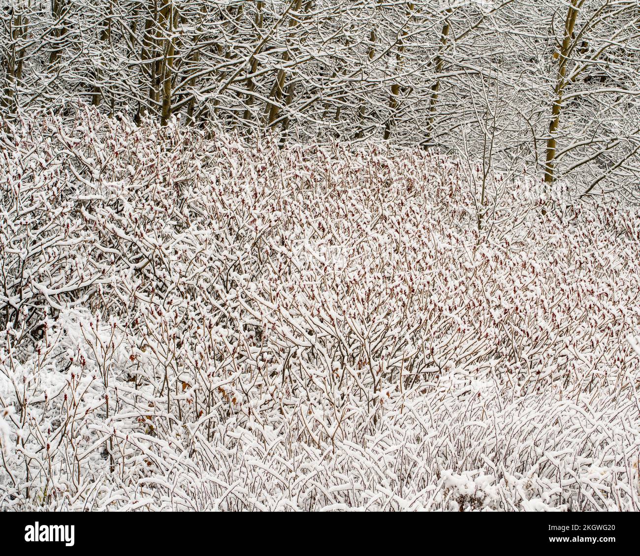 Sumac trees in snow hi-res stock photography and images - Alamy