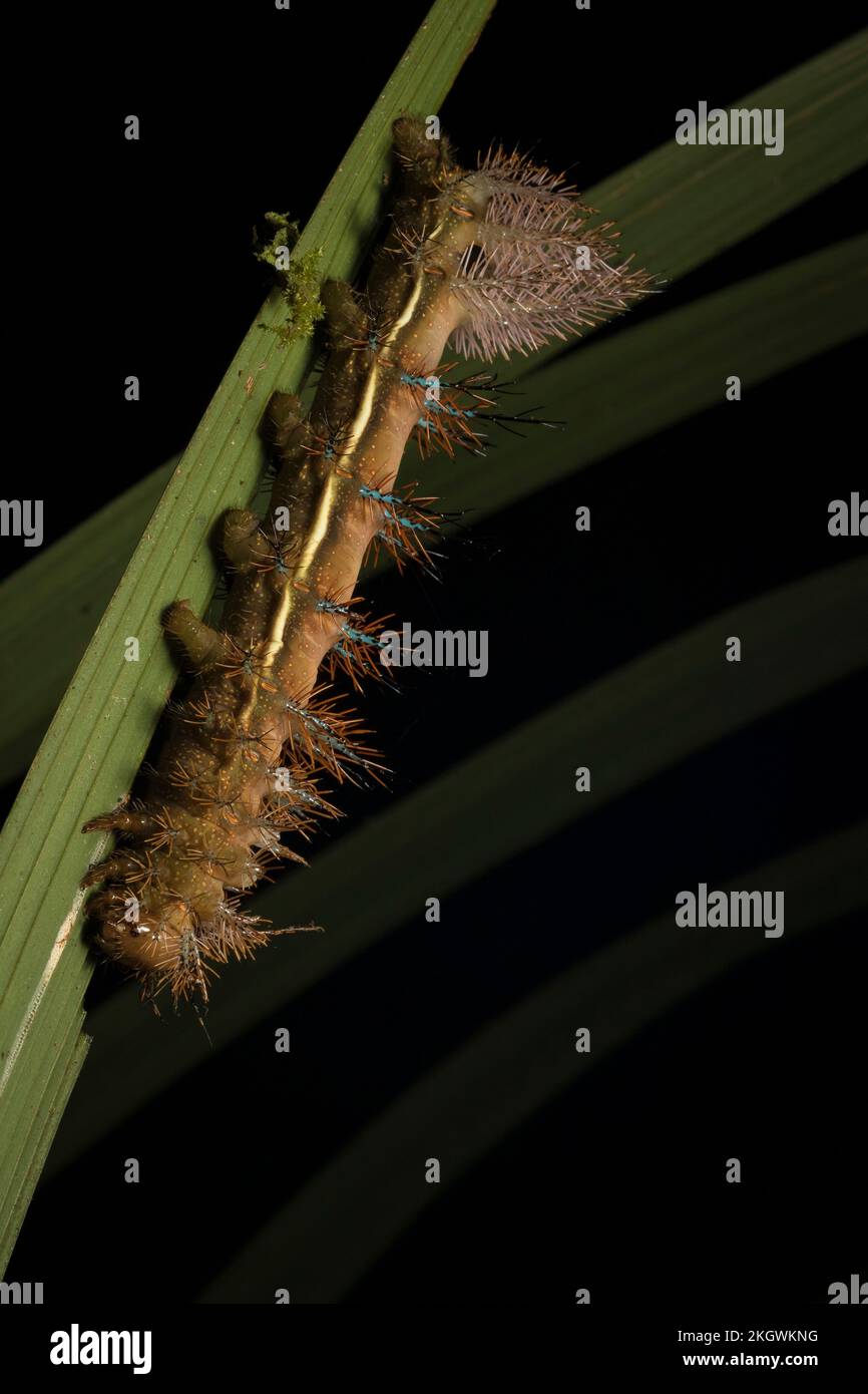 Automeris postalbida (Saturniidae) larva in last instar, feeding. La ...