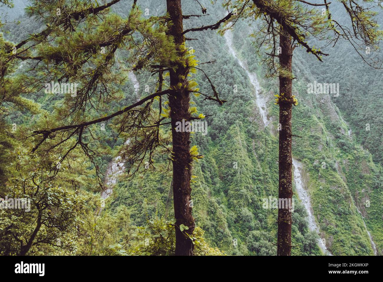 Mountain forest during the monsoon season. Langtang National Park ...