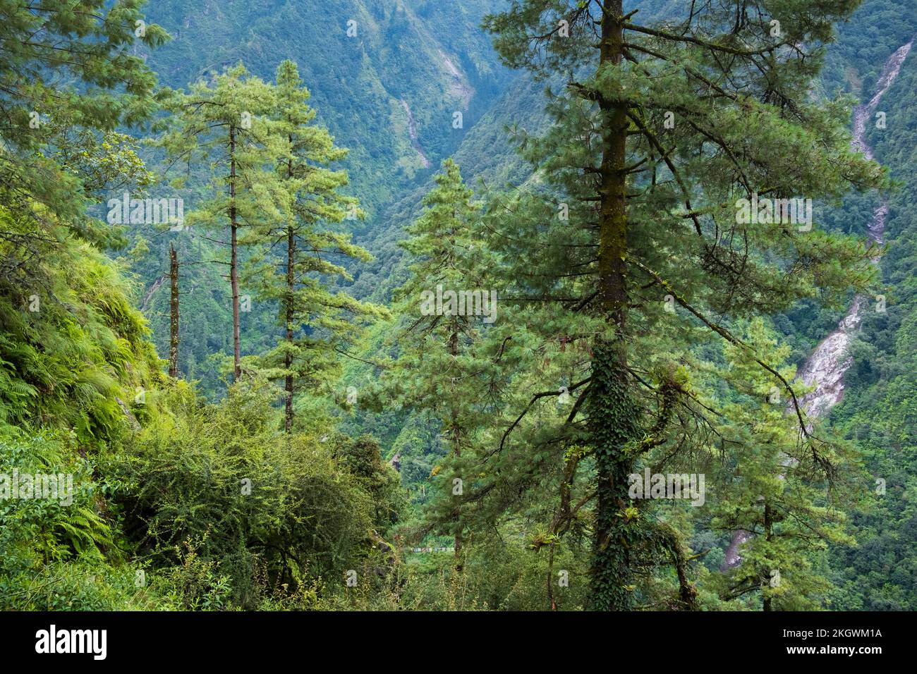 Mountain forest during the monsoon season. Langtang National Park ...