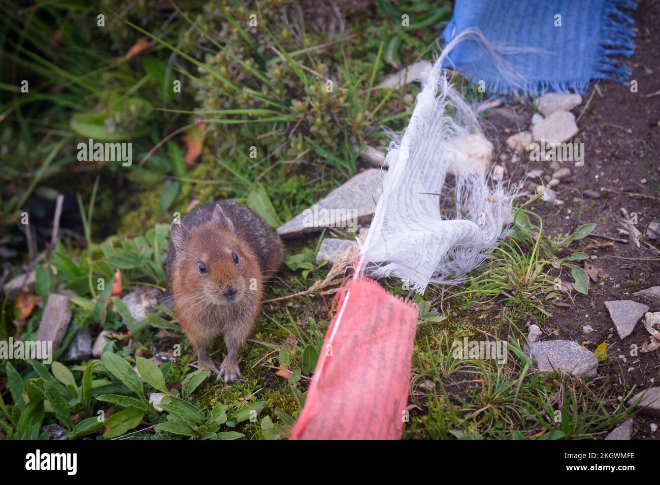 Royle's pika (Ochotona roylei) looking for food close to a prayer flags ...