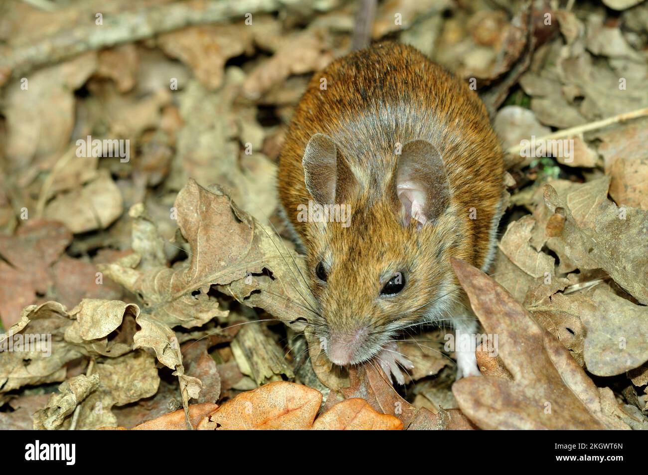 Woodmouse closeup hi-res stock photography and images - Alamy