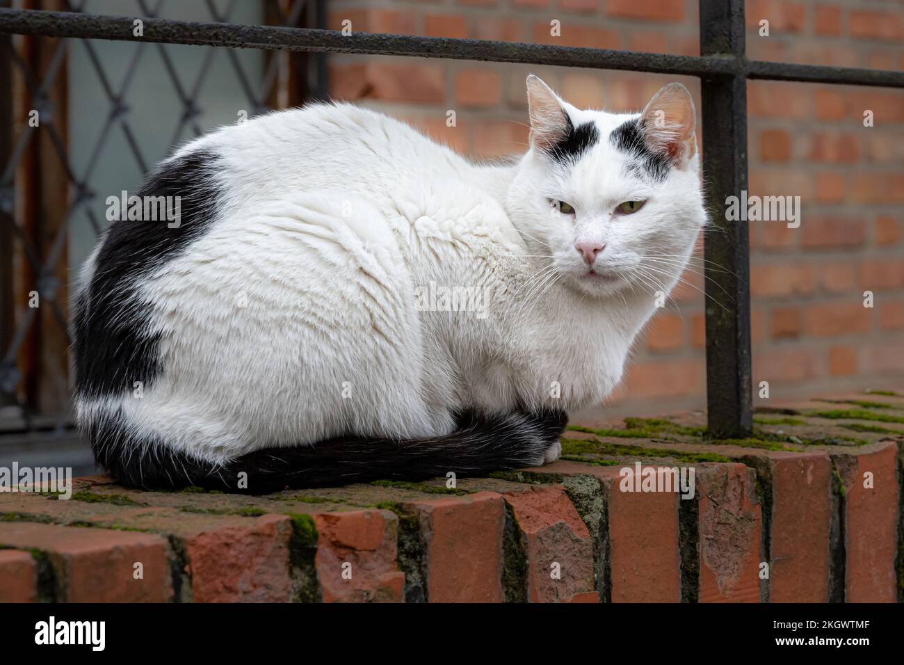 A close-up picture of a black and white cat that sits on a red brick ...