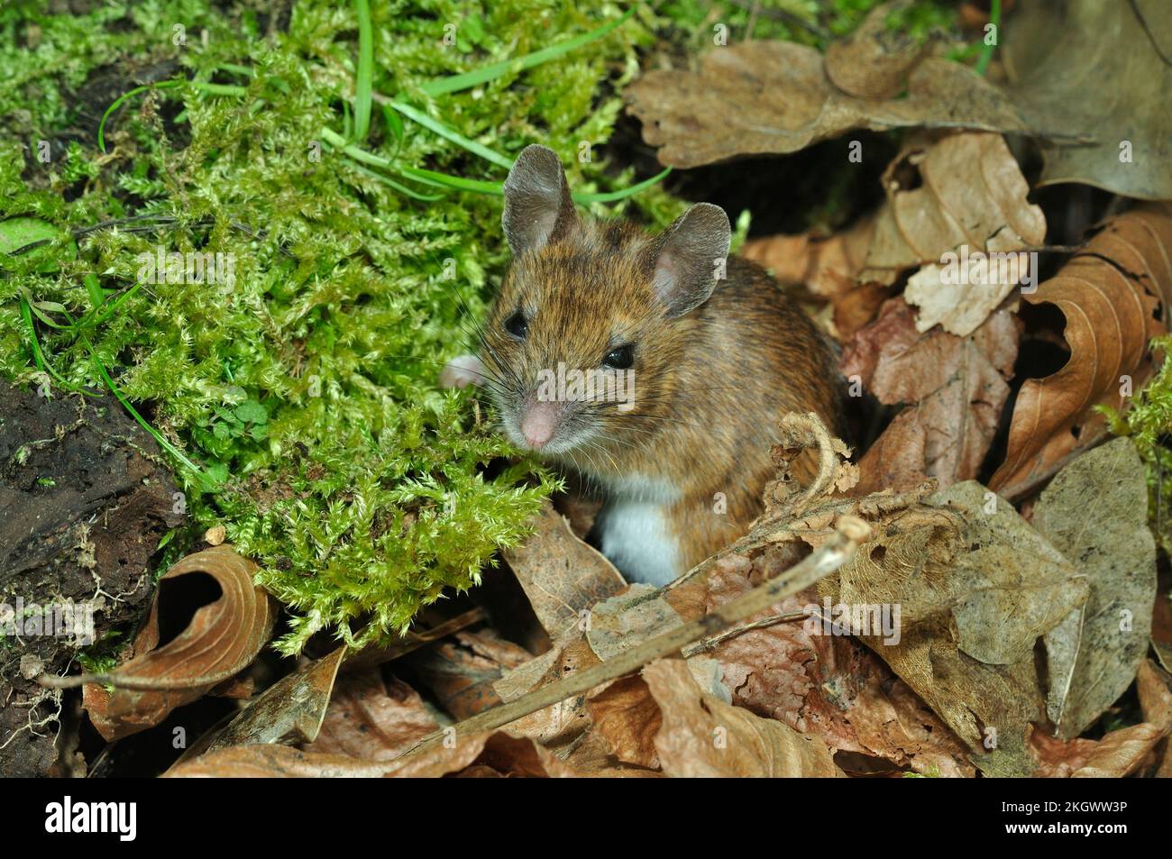 Woodmouse closeup hi-res stock photography and images - Alamy