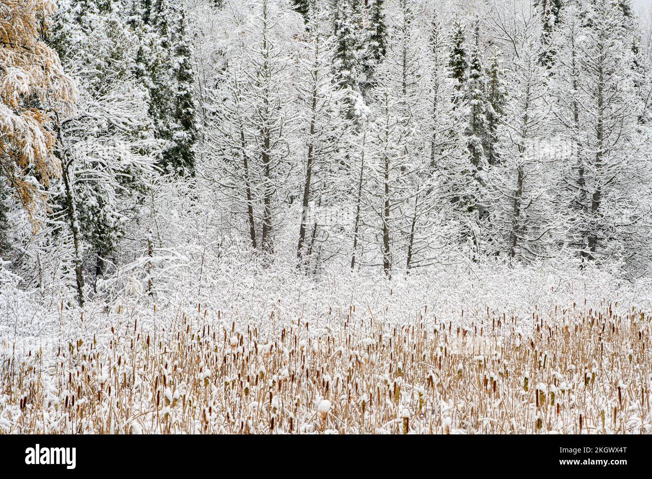 Cattail marsh with early snow, Greater Sudbury, Ontario, Canada Stock ...