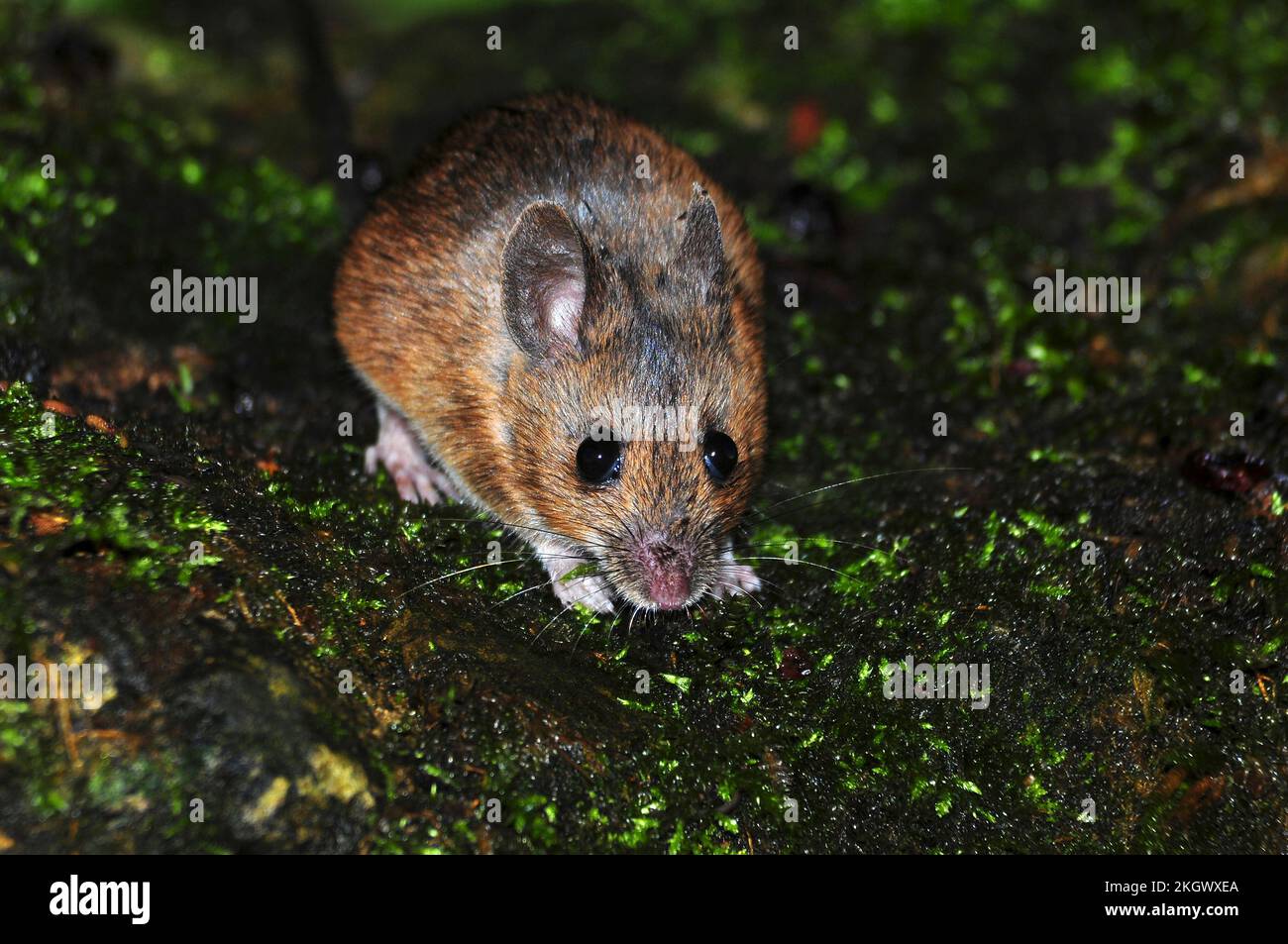 Woodmouse closeup hi-res stock photography and images - Alamy