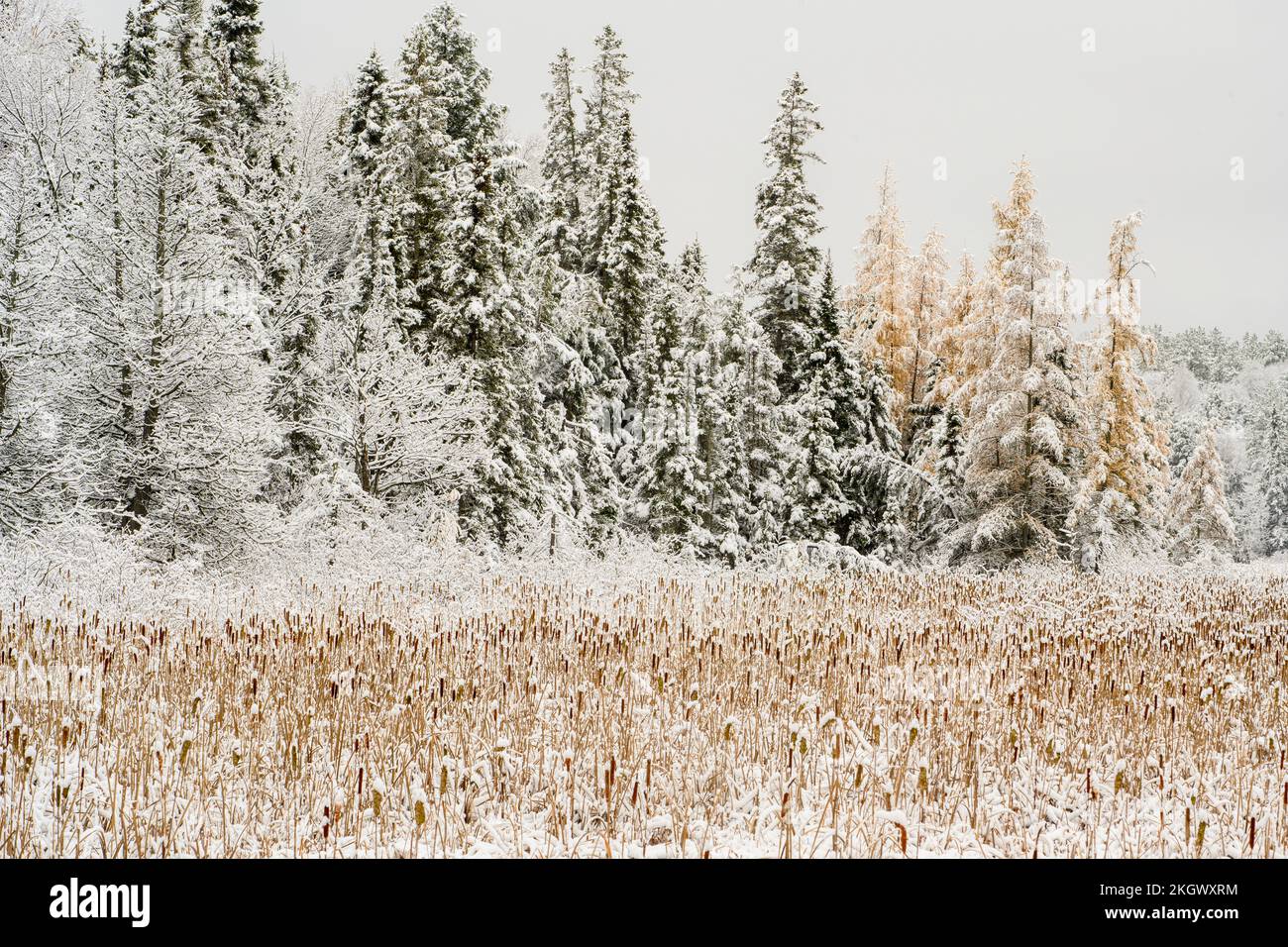Cattail marsh with early snow, Greater Sudbury, Ontario, Canada Stock ...