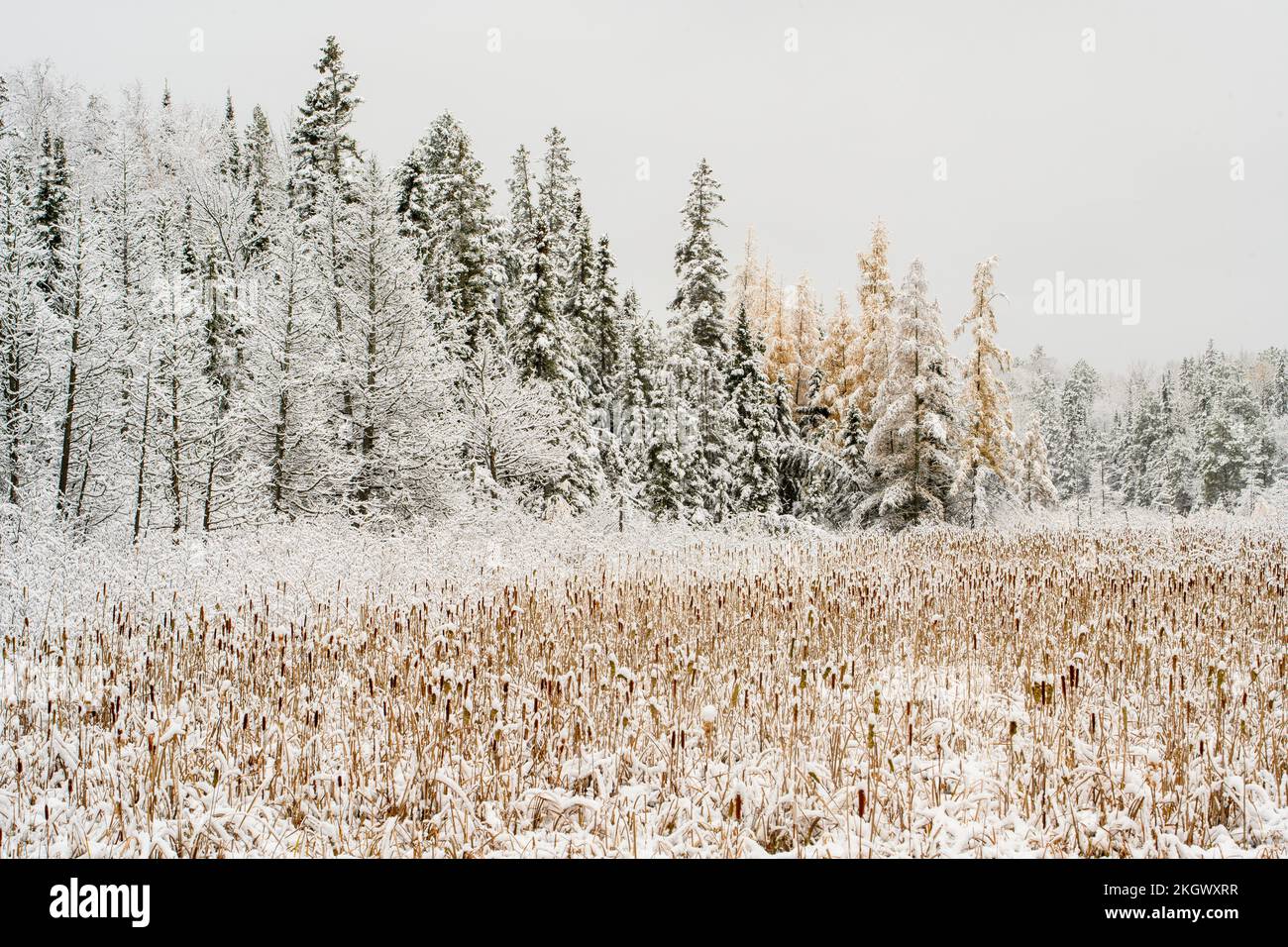 Snow wetlands hi-res stock photography and images - Alamy