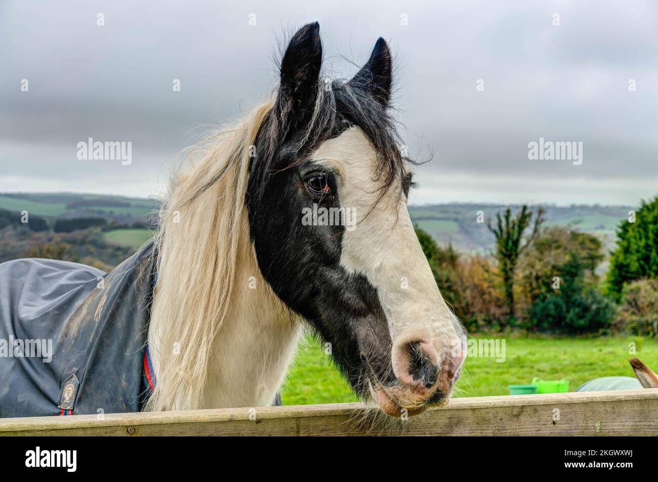 A horizontal colour portrait of a black and white heavy horse. Head and ...