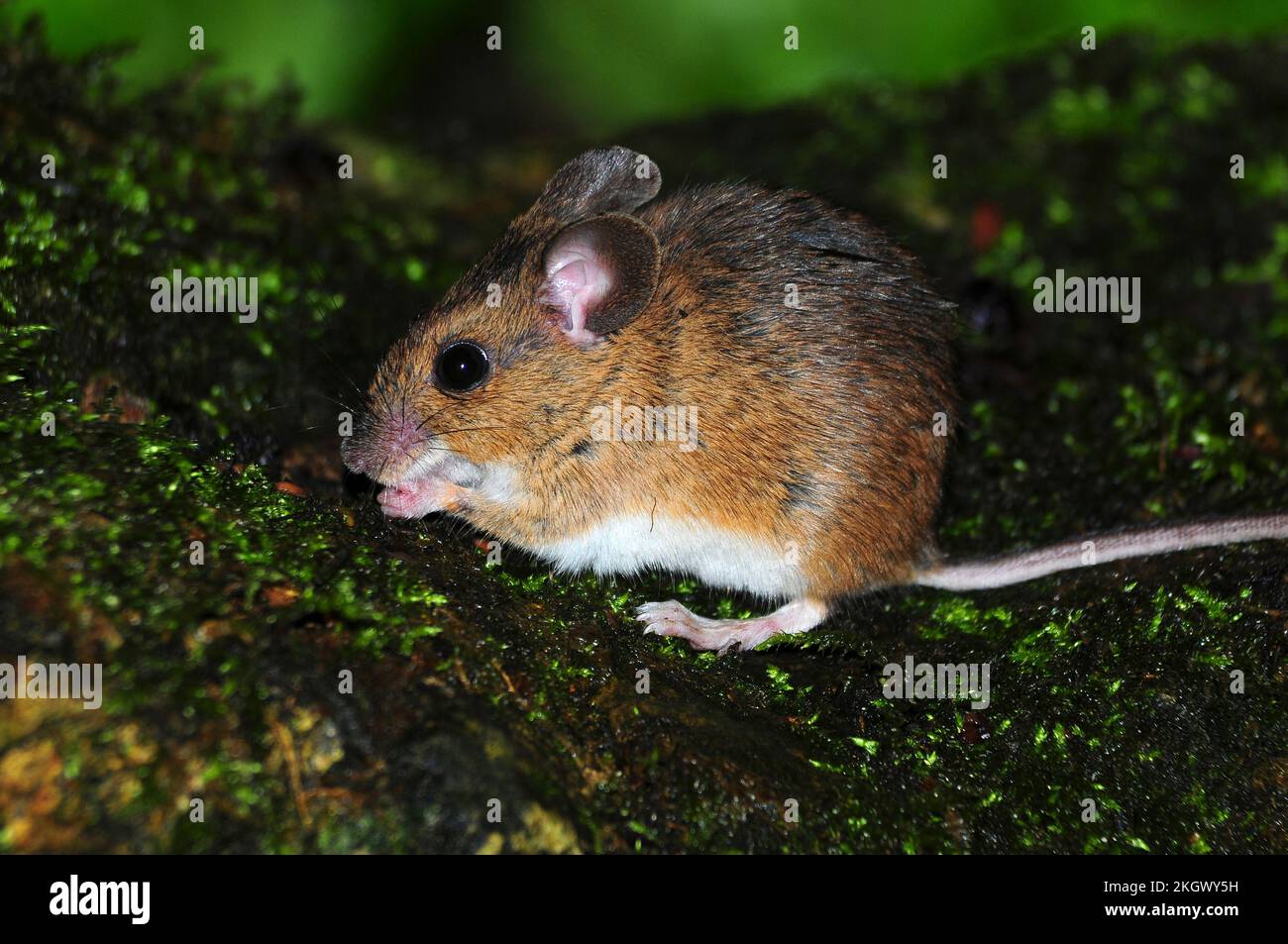 Woodmouse closeup hi-res stock photography and images - Alamy
