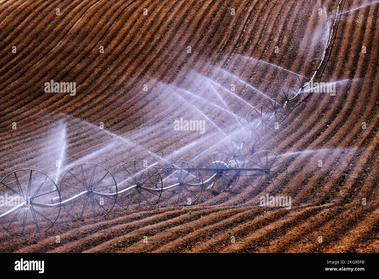 Wheel line sprinklers for irrigation of furrowed plowed farm field dirt ...