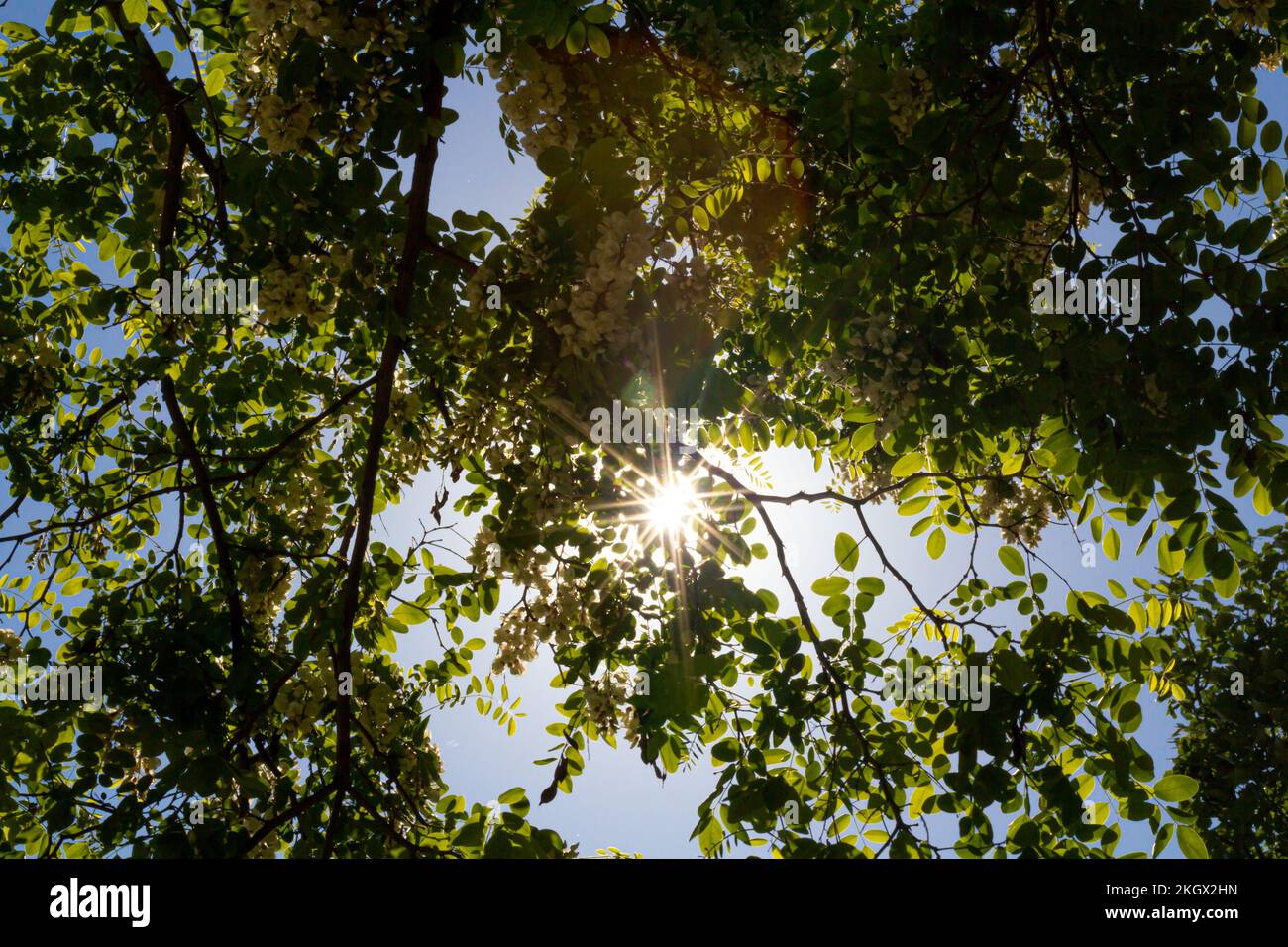 Rays sun through bush branch hi-res stock photography and images - Alamy