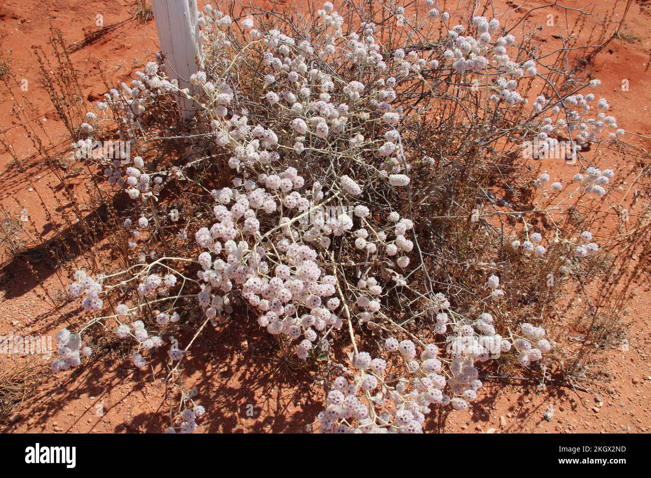 bush vegetation in australia Stock Photo - Alamy