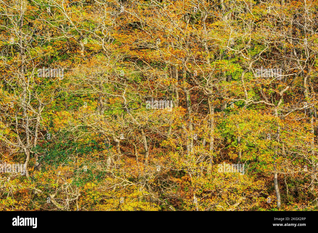 A Natural Seasonal Abstract Of Tree Skeletons Leaf Fall With Glorious Autumn Colouring Of