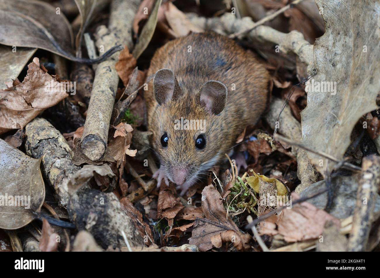 Woodmouse closeup hi-res stock photography and images - Alamy