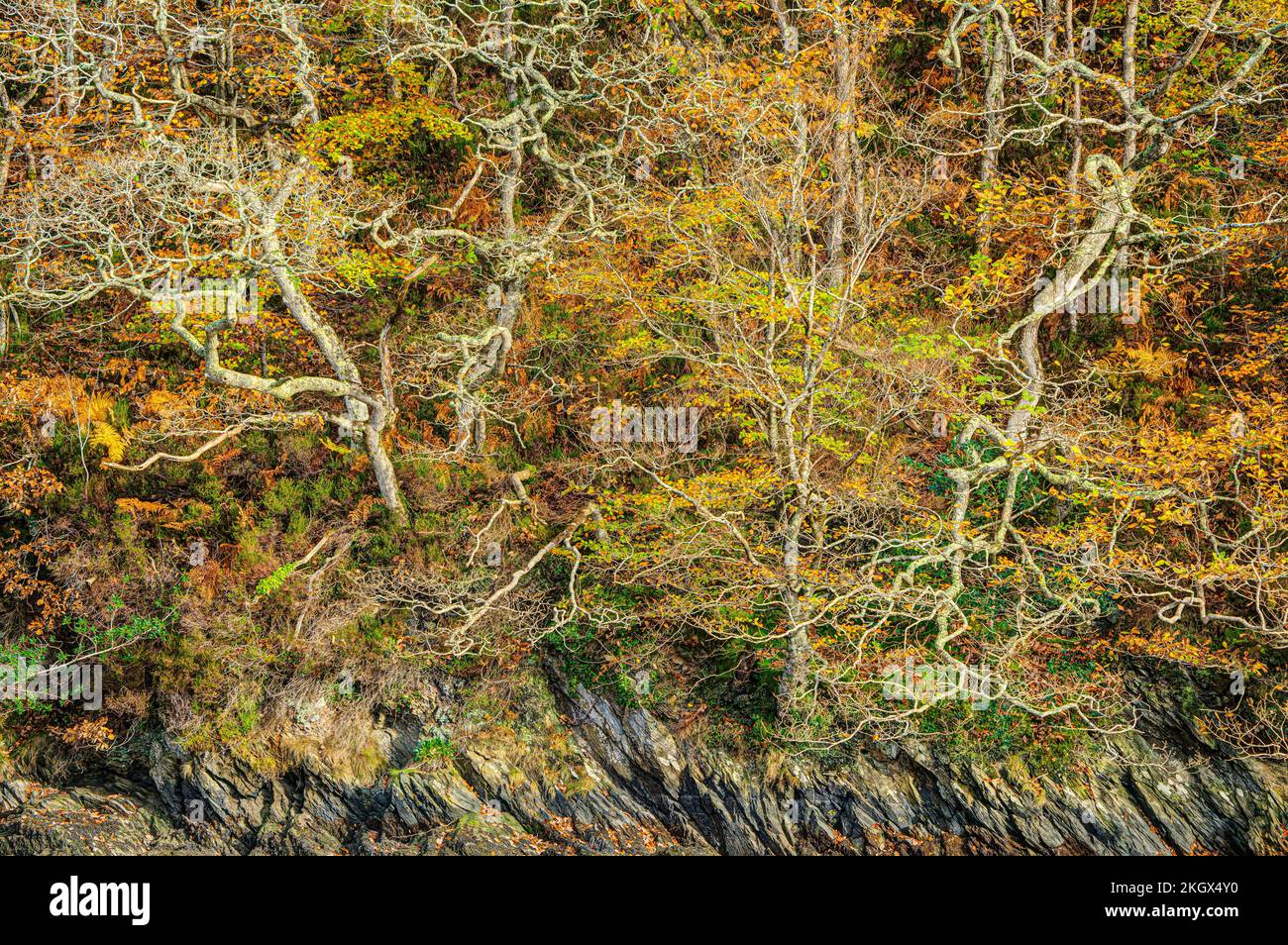 Skeletal trees hi-res stock photography and images - Alamy