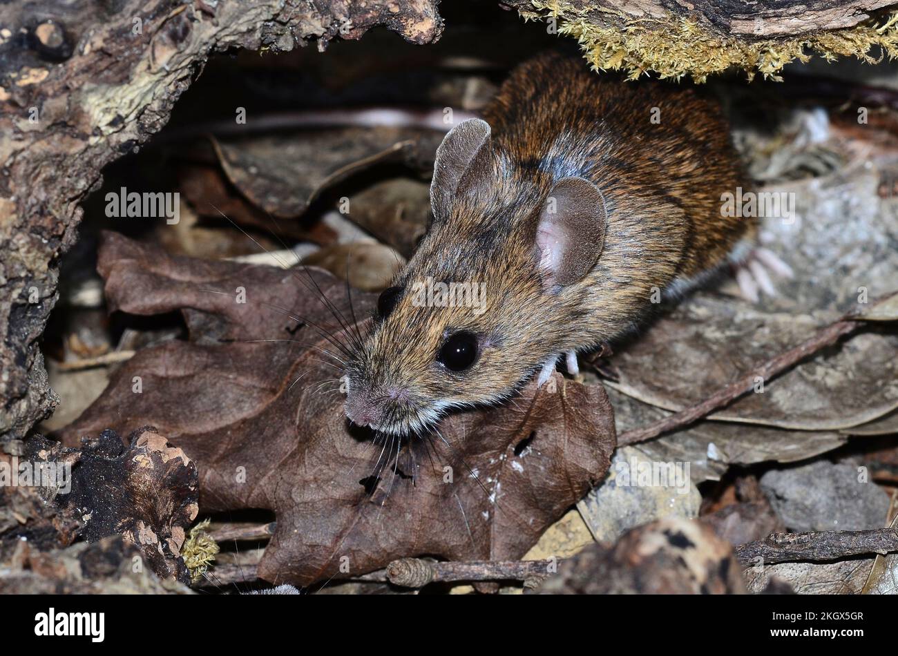 Wood mouse image hi-res stock photography and images - Alamy