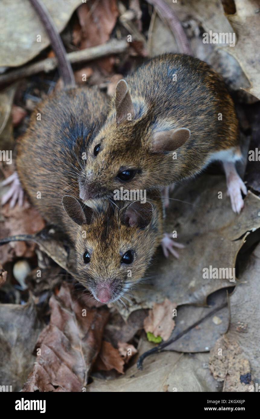 Woodmouse closeup hi-res stock photography and images - Alamy