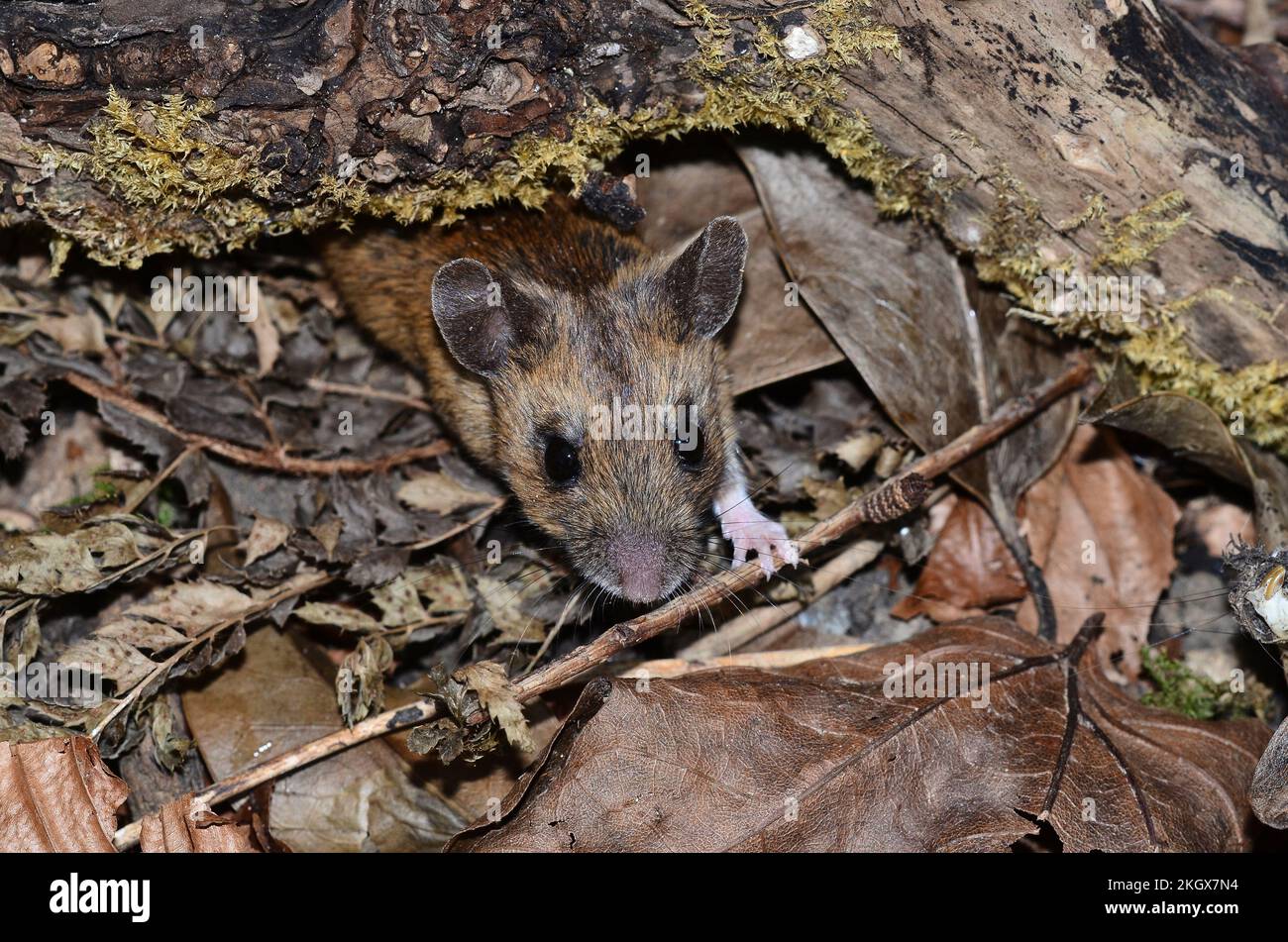 Wood mouse image hi-res stock photography and images - Alamy