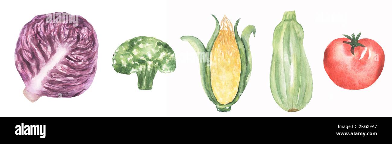 Watercolor hand drawn set of vegetables. Fresh Food illustration ...