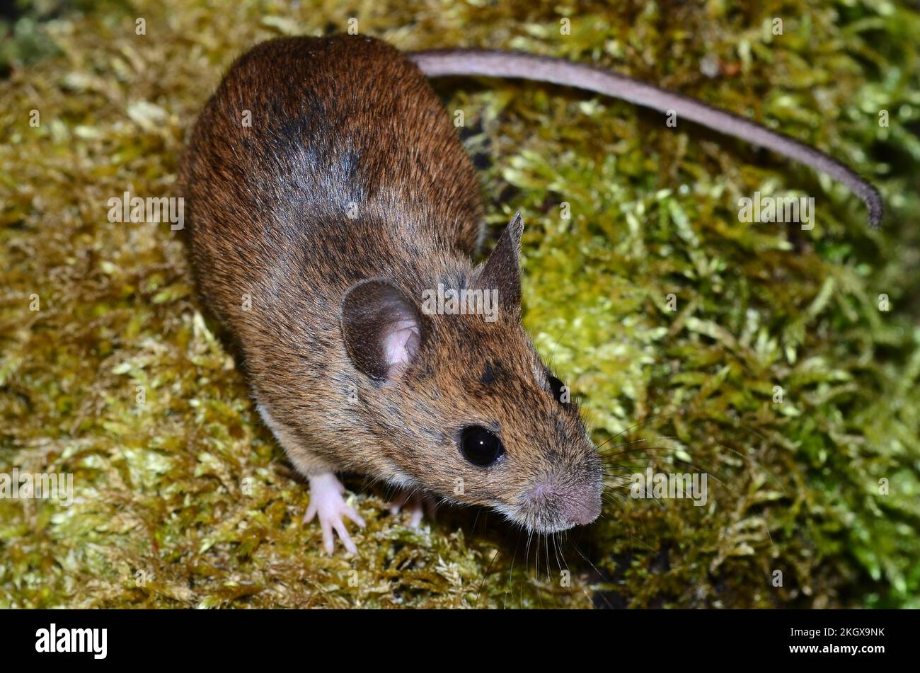 Wood mouse image hi-res stock photography and images - Alamy