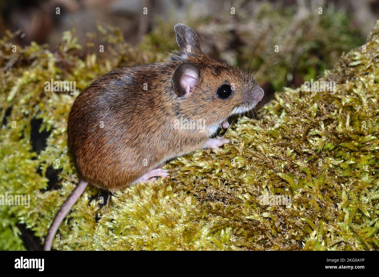 Wood mouse image hi-res stock photography and images - Alamy