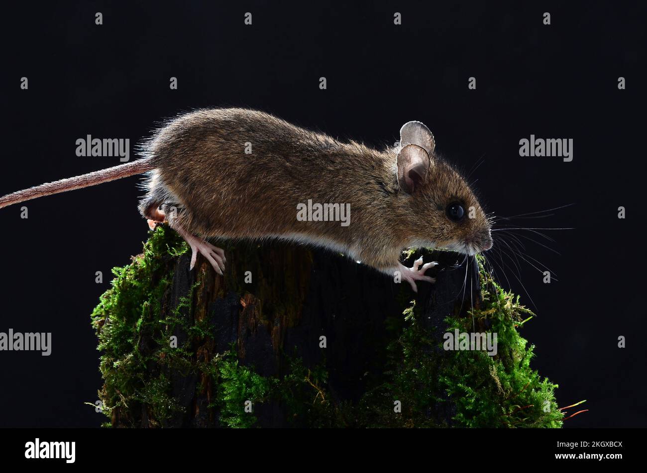 Woodmouse closeup hi-res stock photography and images - Alamy