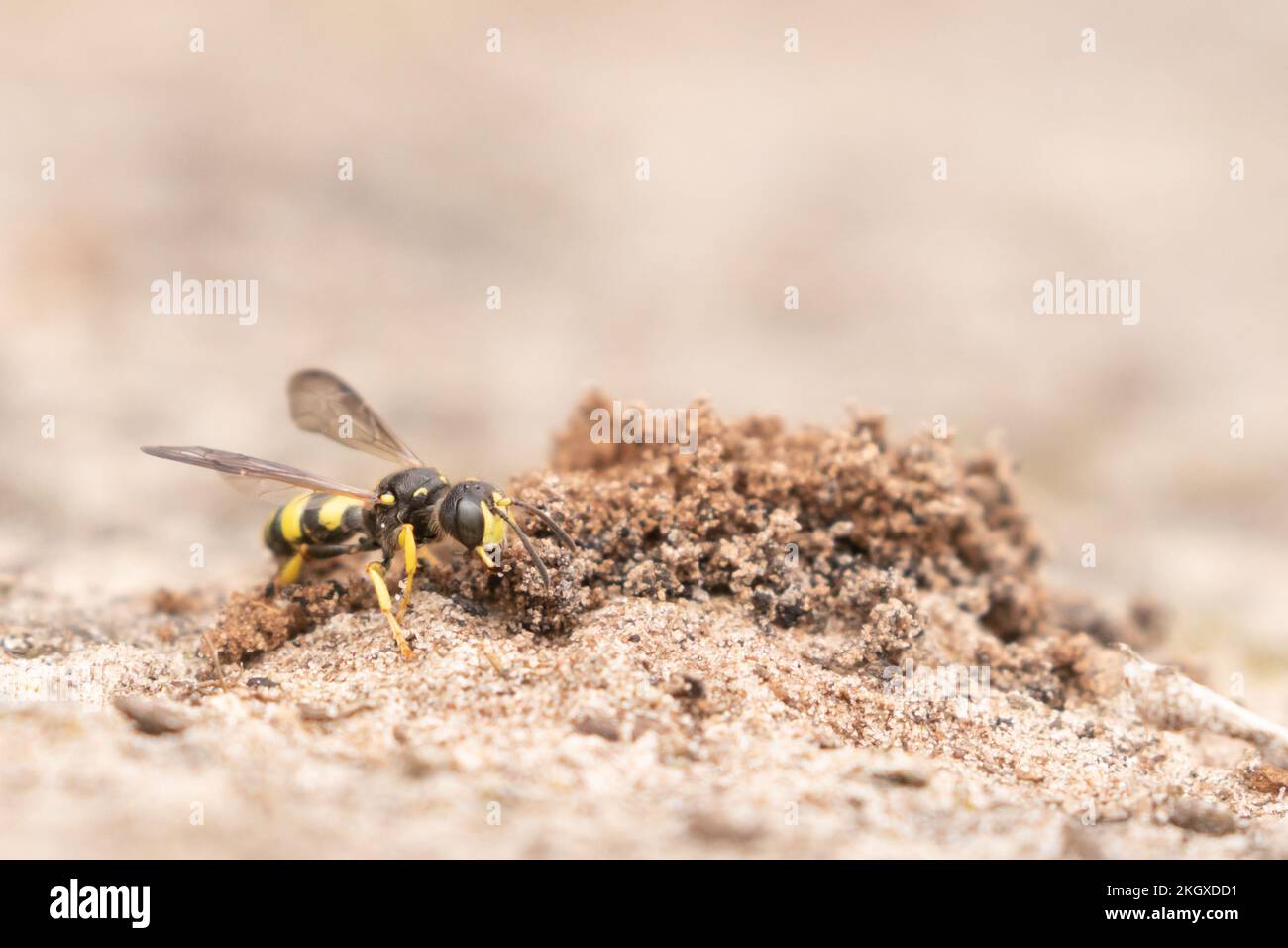 Ornate-tailed Digger Wasp (Cerceris rybyensis) at nest burrow on ...