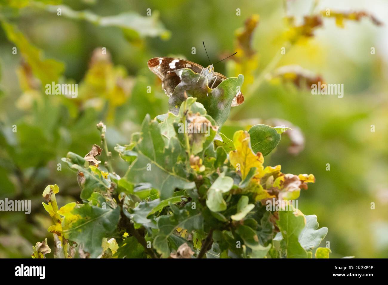 Purple Emperor (Apatura iris) butterfly perched in Oak tree. Knepp ...