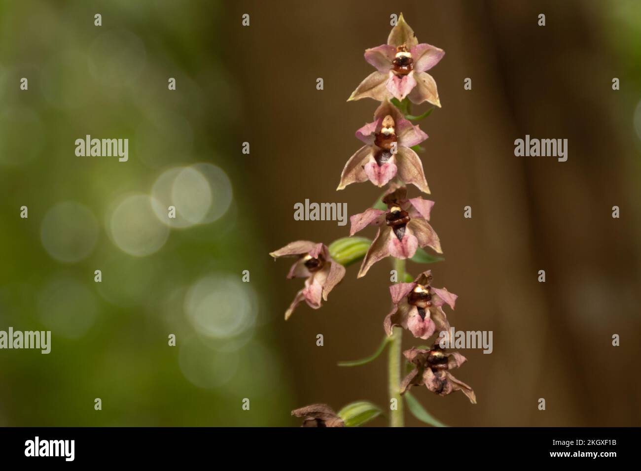 Broad-leaved Helleborine (Epipactis helleborine) orchid in woodland ...