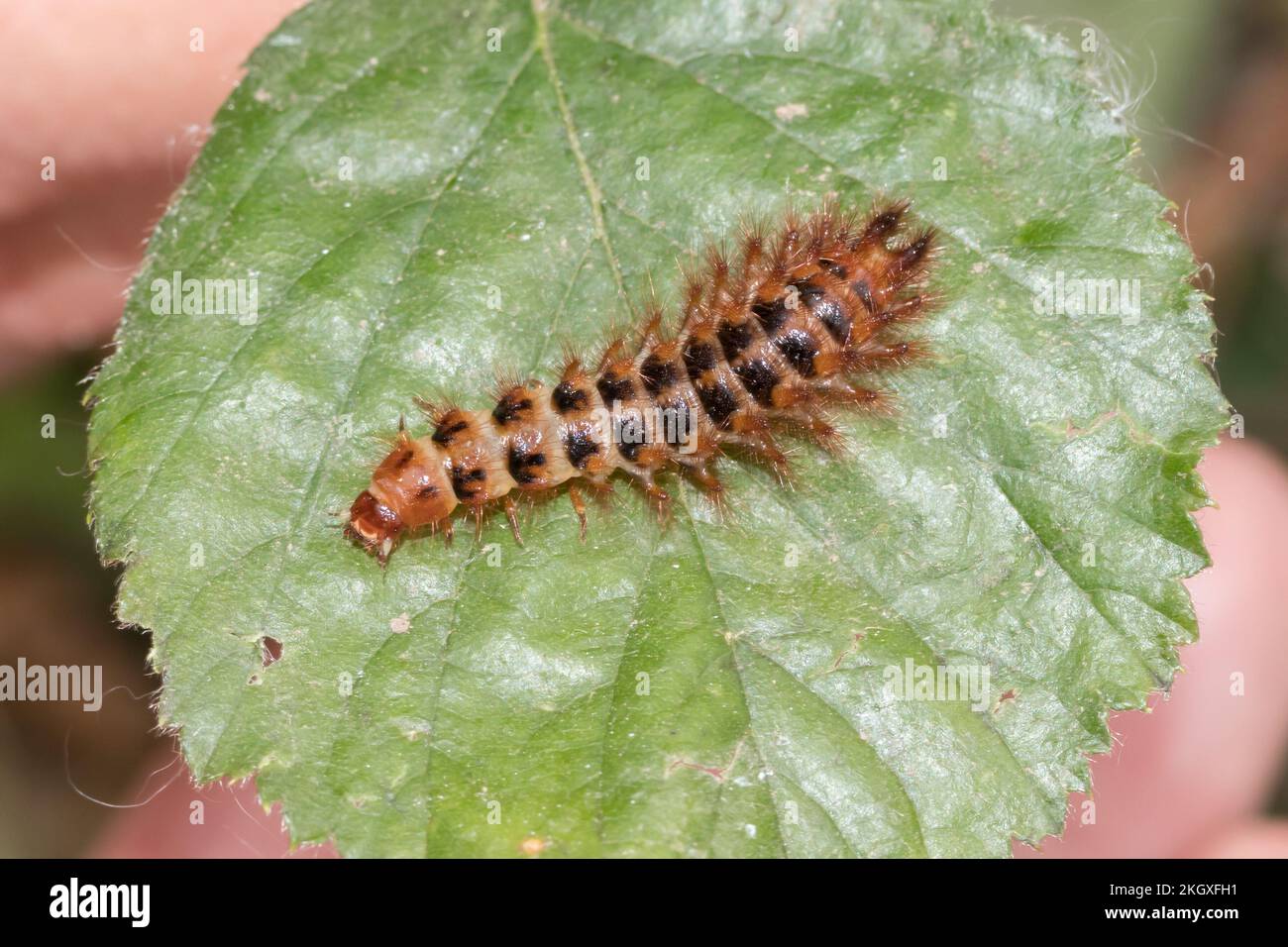 Drilus flavescens beetle larva. Sussex, UK Stock Photo - Alamy