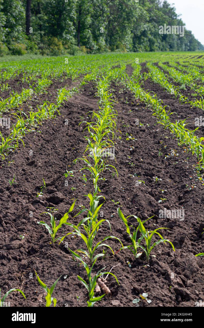 Maize or corn seedling hi-res stock photography and images - Alamy