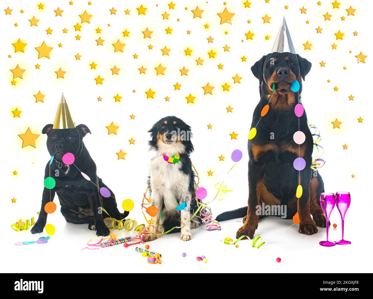 Three dogs in front Cut Out Stock Images & Pictures - Alamy