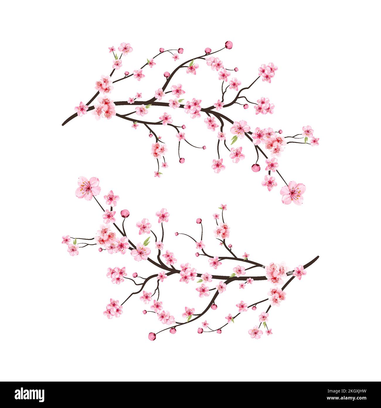 Watercolor cherry blossom vector. Pink sakura flower background. Cherry ...
