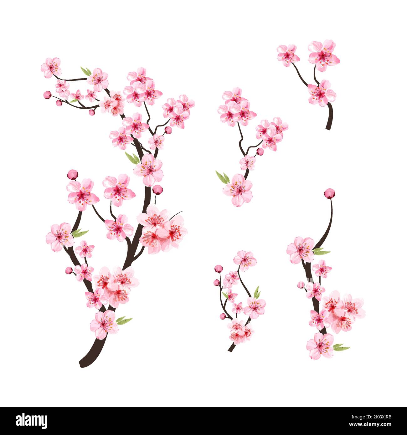Watercolor cherry blossom vector. Cherry blossom flower blooming vector ... Watercolor cherry blossom vector. Cherry blossom flower blooming vector ...