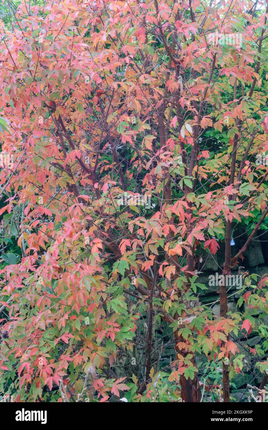 Snake bark Maple, Acer Griseum, with Autumn leaves Stock Photo - Alamy