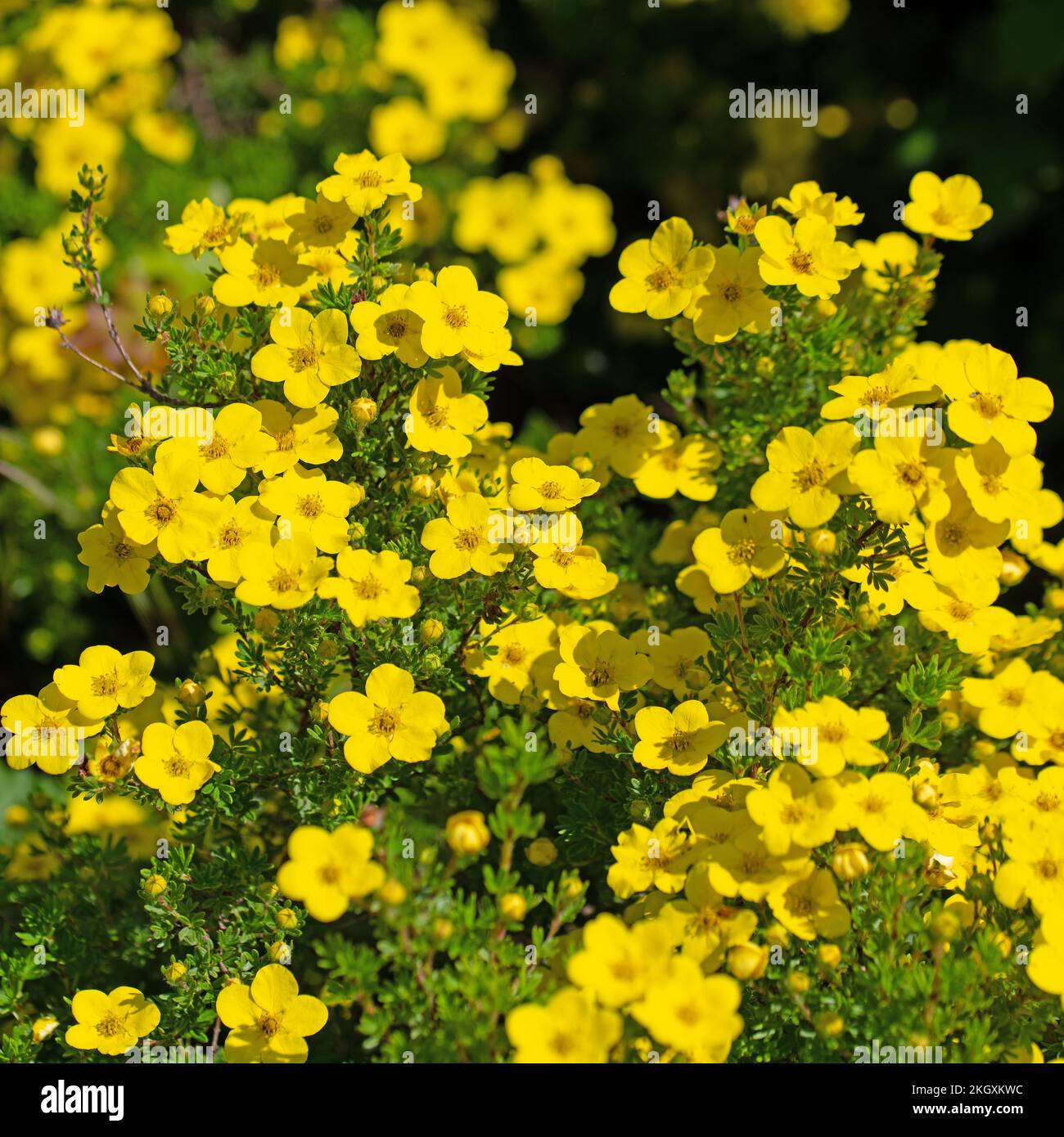 Flowering finger shrub, potentilla fruticosa Stock Photo - Alamy