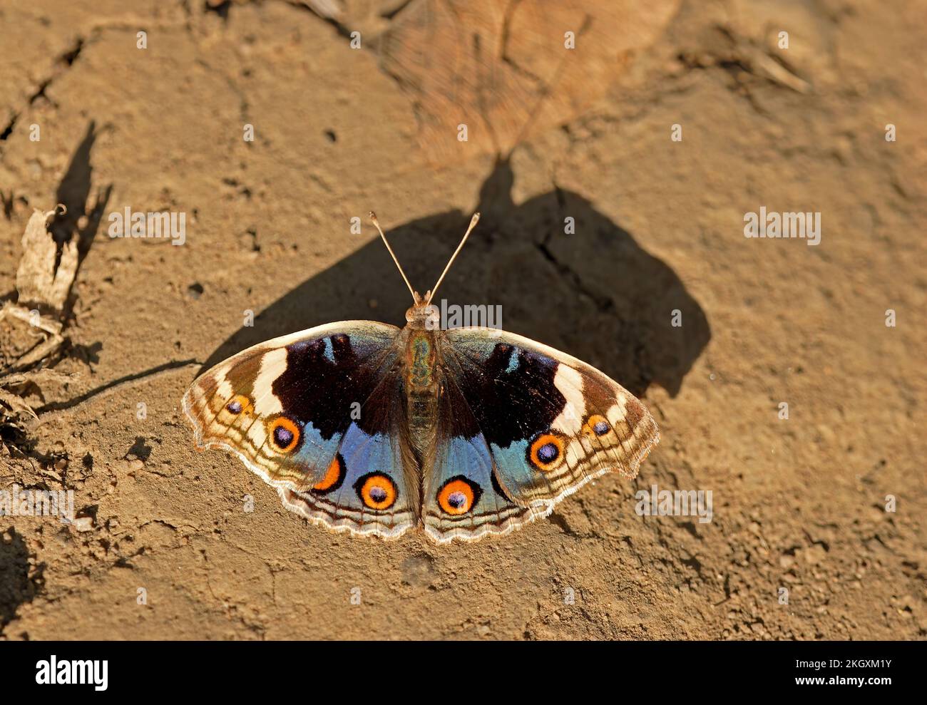 Blue Pansy butterfly (Junonia orithya) adult on the ground sunning with ...