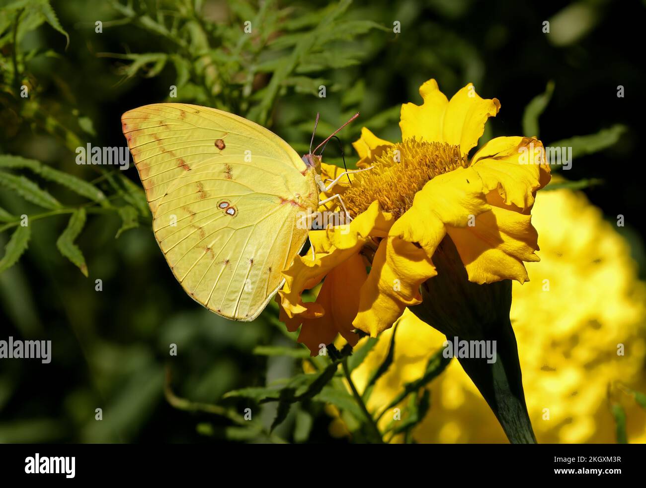 Common Emigrant butterfly (Catopsilia pomona) adult feeding at flower ...