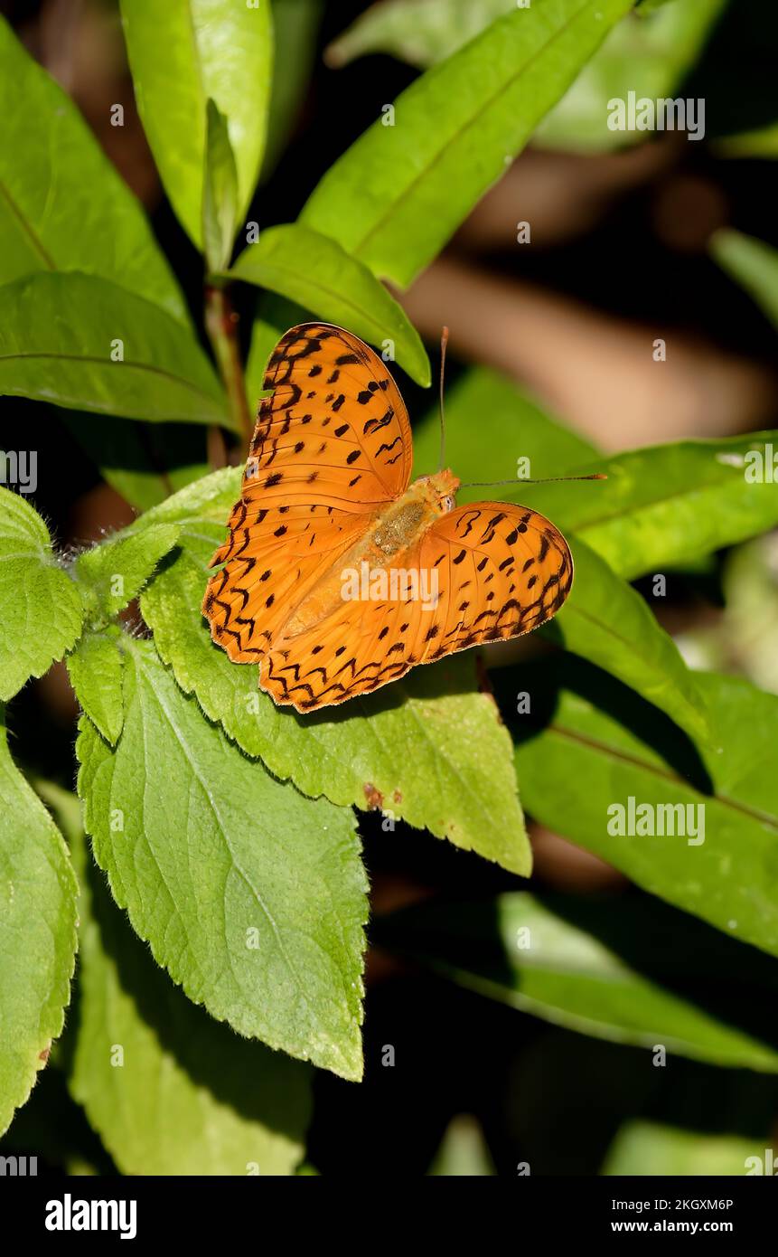 Common Leopard butterfly; (Phalanta phalantha) adult resting on leaf ...