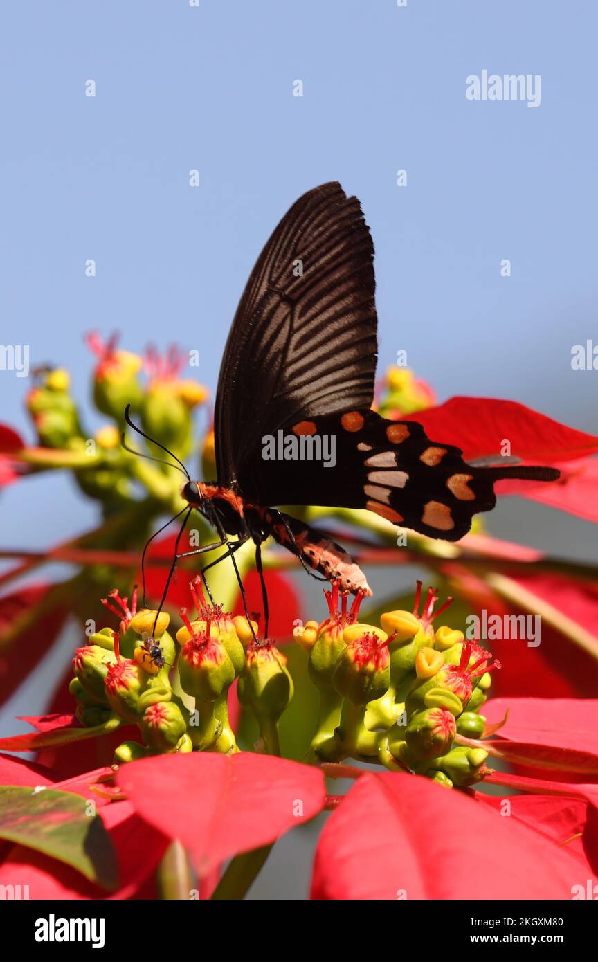 Common Rose butterfly (Pachliopta aristolochiae) feeding at flower with ...