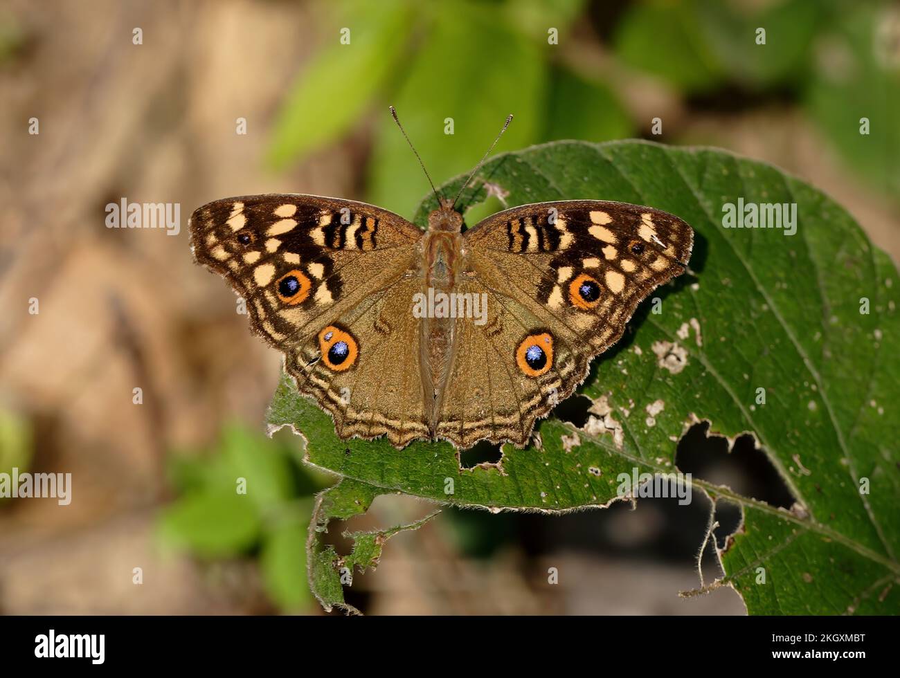 Lemon Pansy butterfly (Junonia lemonias) adult on leaf sunning with ...