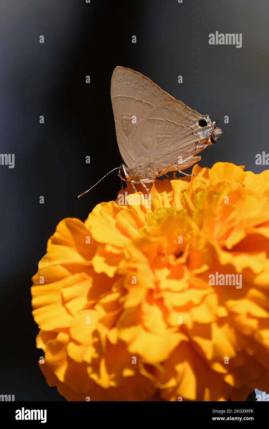 Slate flash butterfly hi-res stock photography and images - Alamy