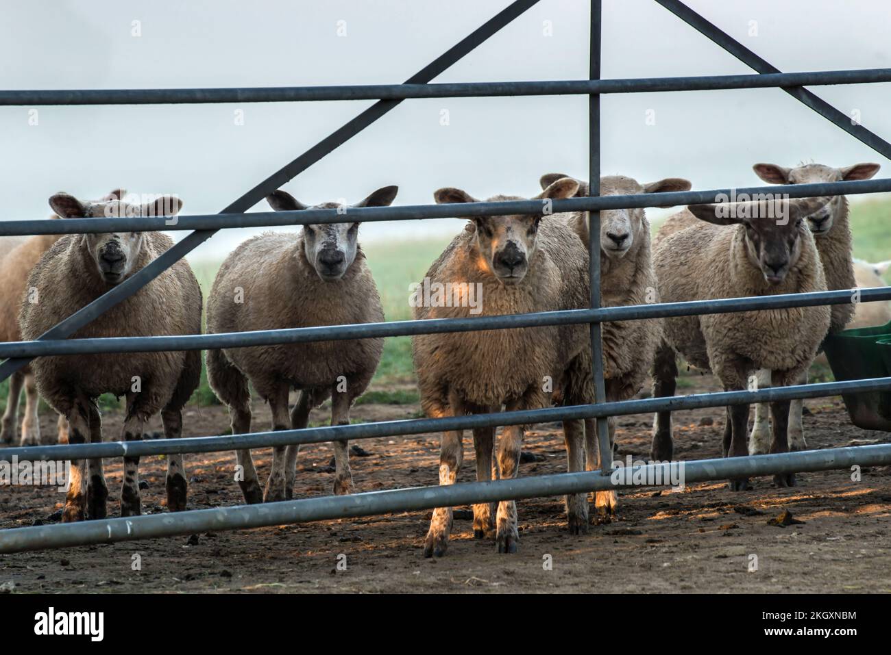 Sheep looking through a metal farm gate Stock Photo - Alamy