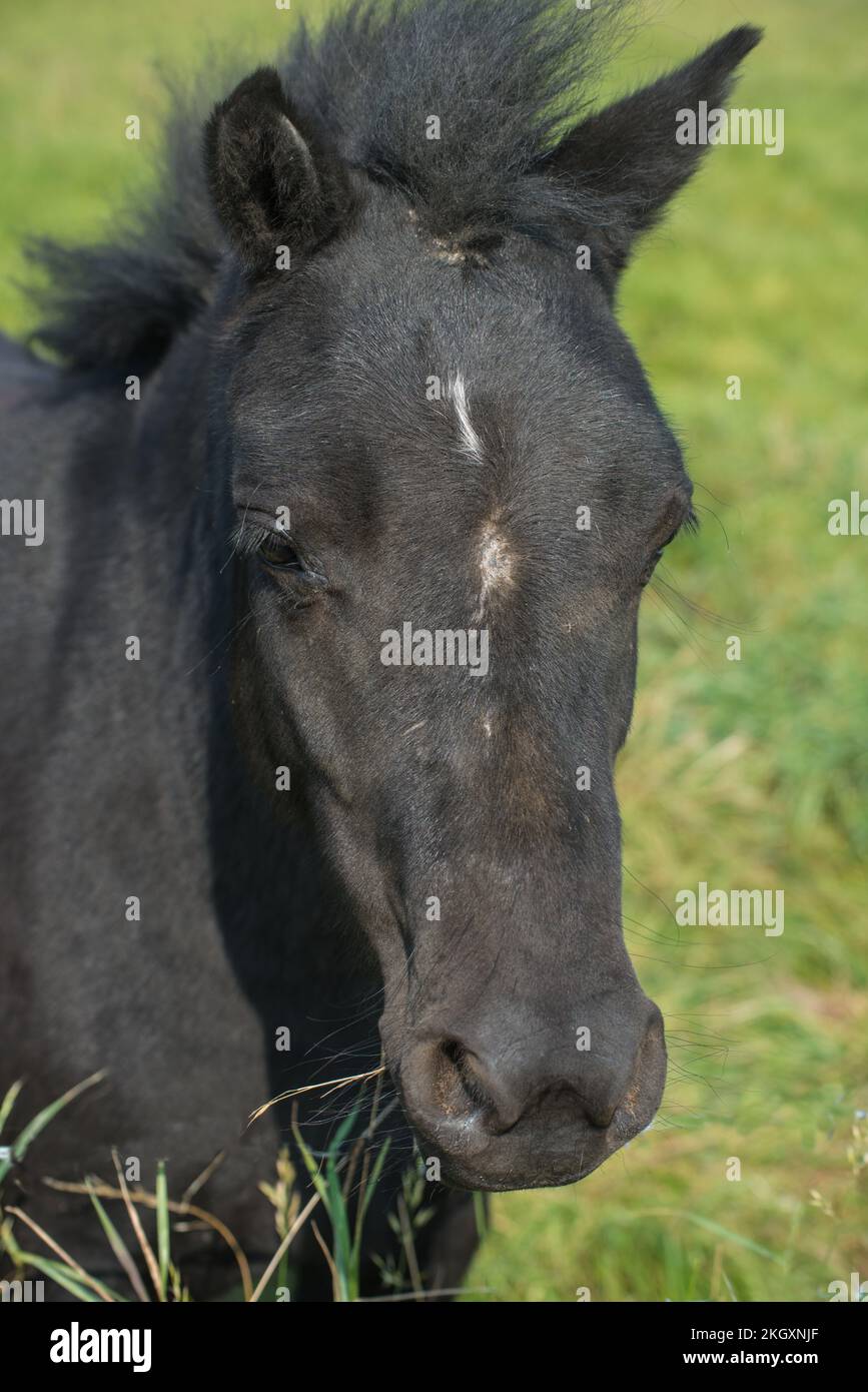 Black pony hi-res stock photography and images - Alamy