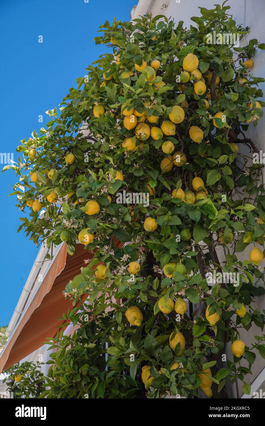 A lemon tree laden with fruit in the mountain village of Ojén ...