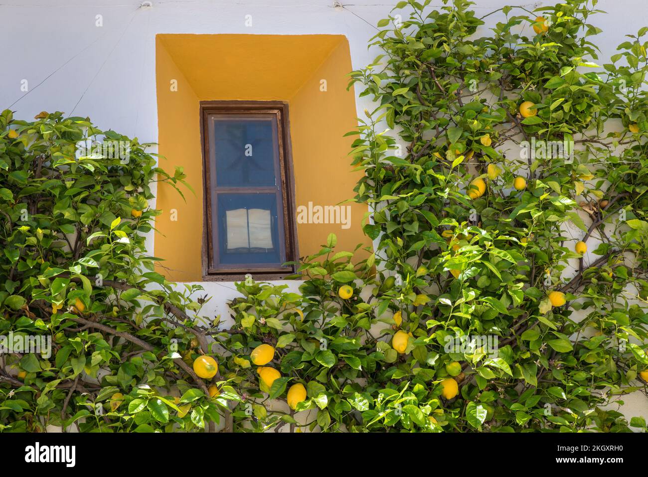 A lemon tree growing around a window on a white building in the ...