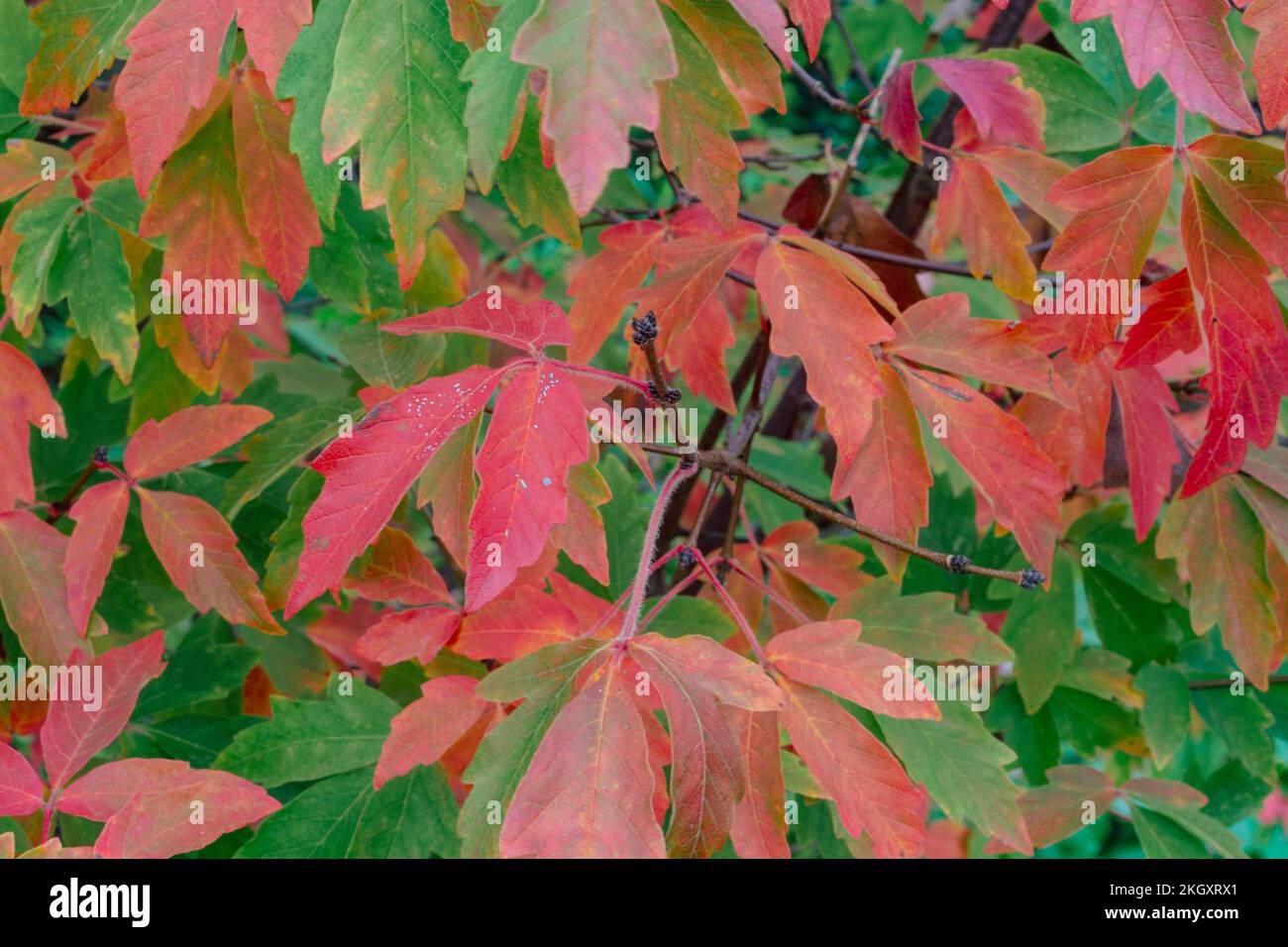 Snake bark maple hi-res stock photography and images - Alamy