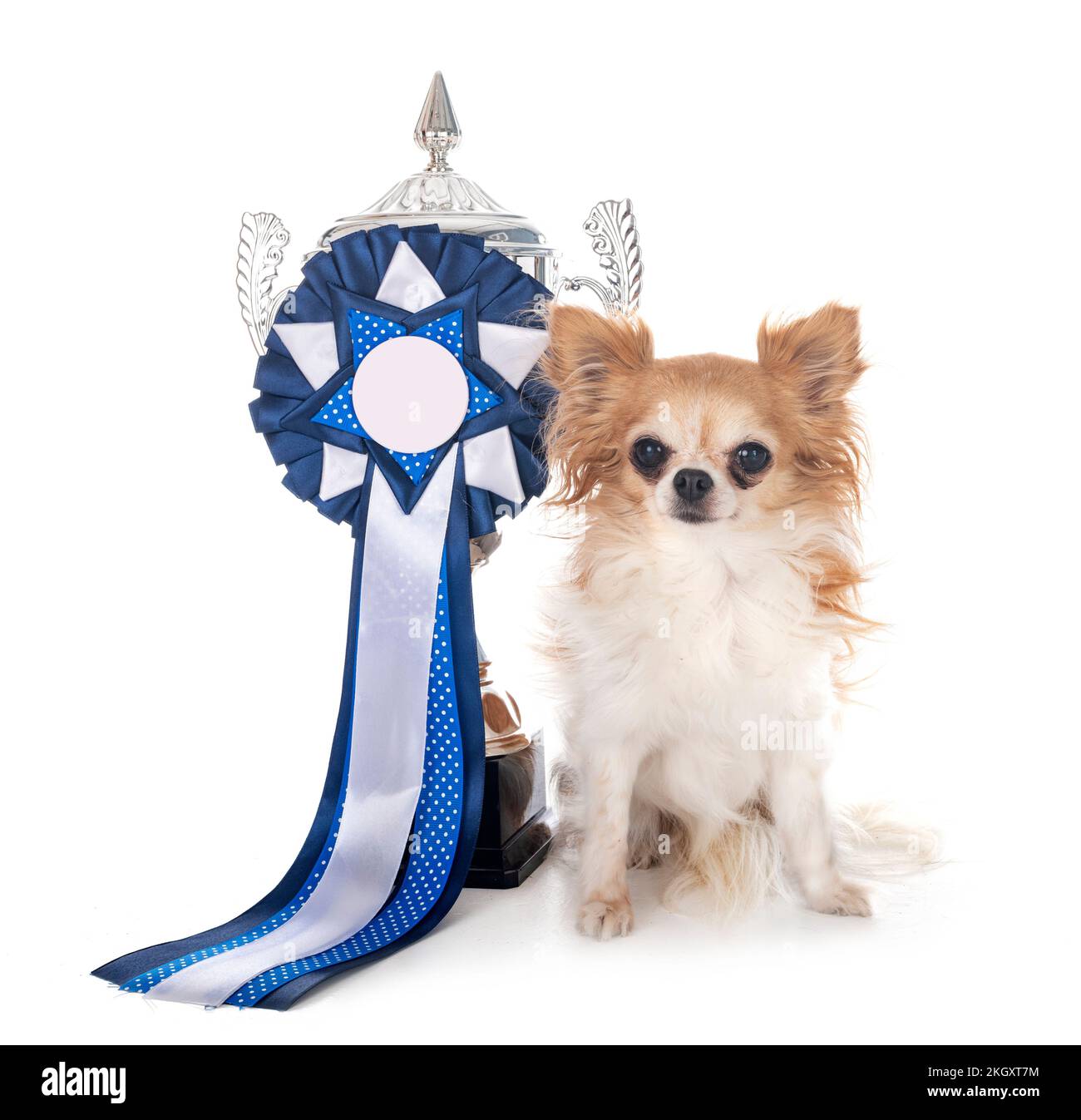 winner dog in front of white background Stock Photo - Alamy