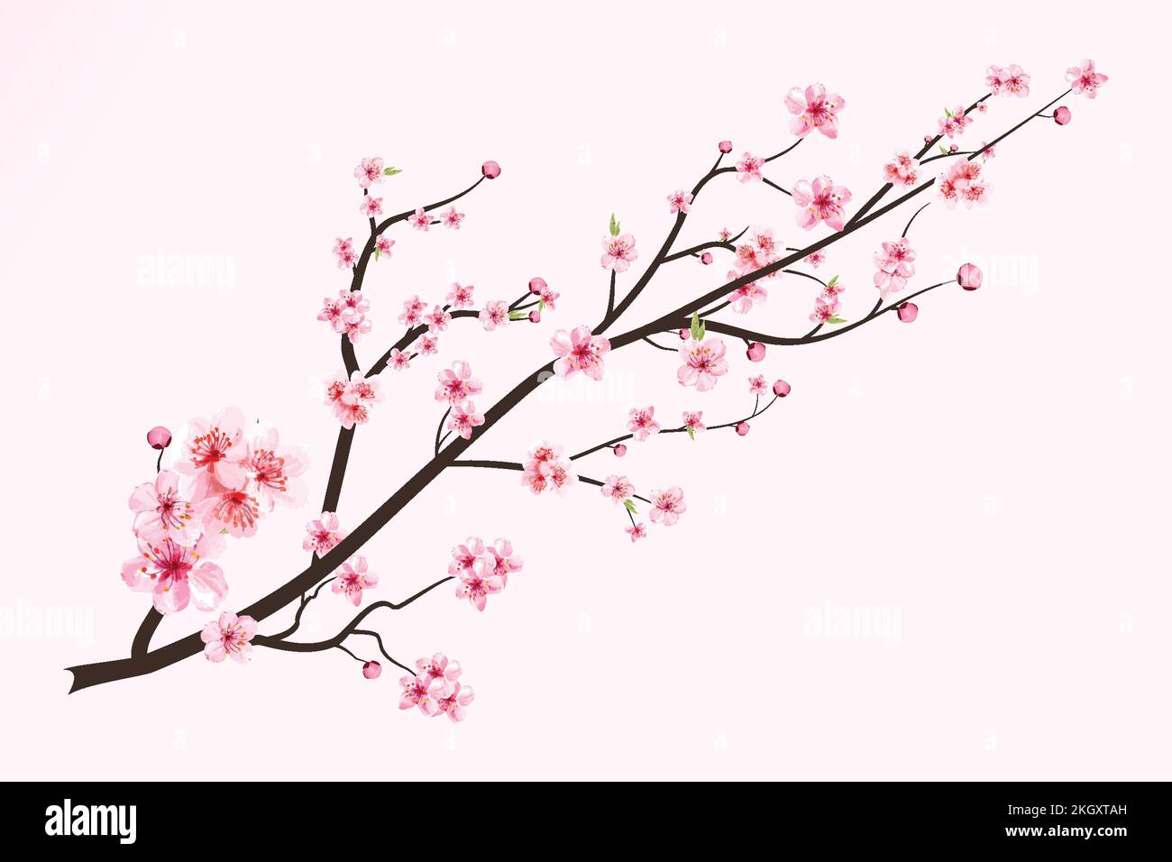 Cherry blossom with watercolor blooming Sakura flower. Japanese Cherry blossom vector. Realistic ...